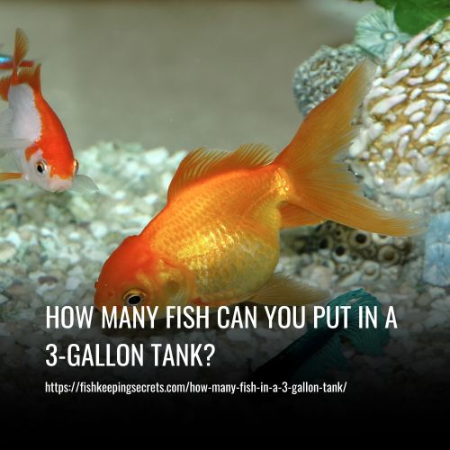 How Many Fish Can You Put In A 3 Gallon Tank 