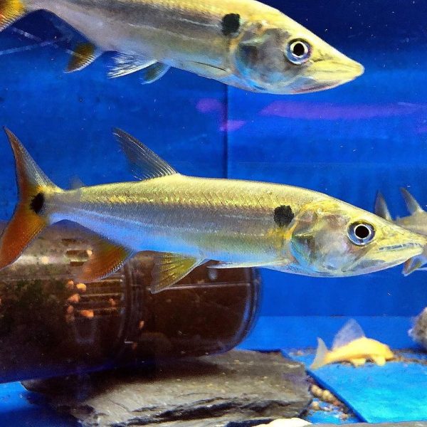 Red Tail Barracuda Care: Tank Mates, Size, Diet & Setup