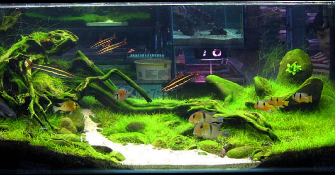 Striped headstander Care: Tank Size, Lifespan, Food & More