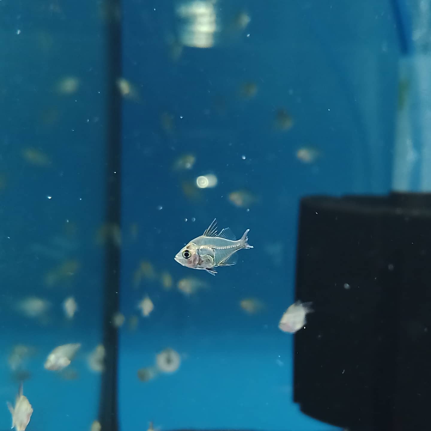 Sepik glass perchlet Care: Lifespan, Food, Tank Setup