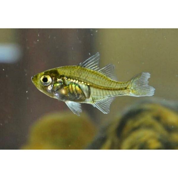 Sepik glass perchlet Care: Lifespan, Food, Tank Setup