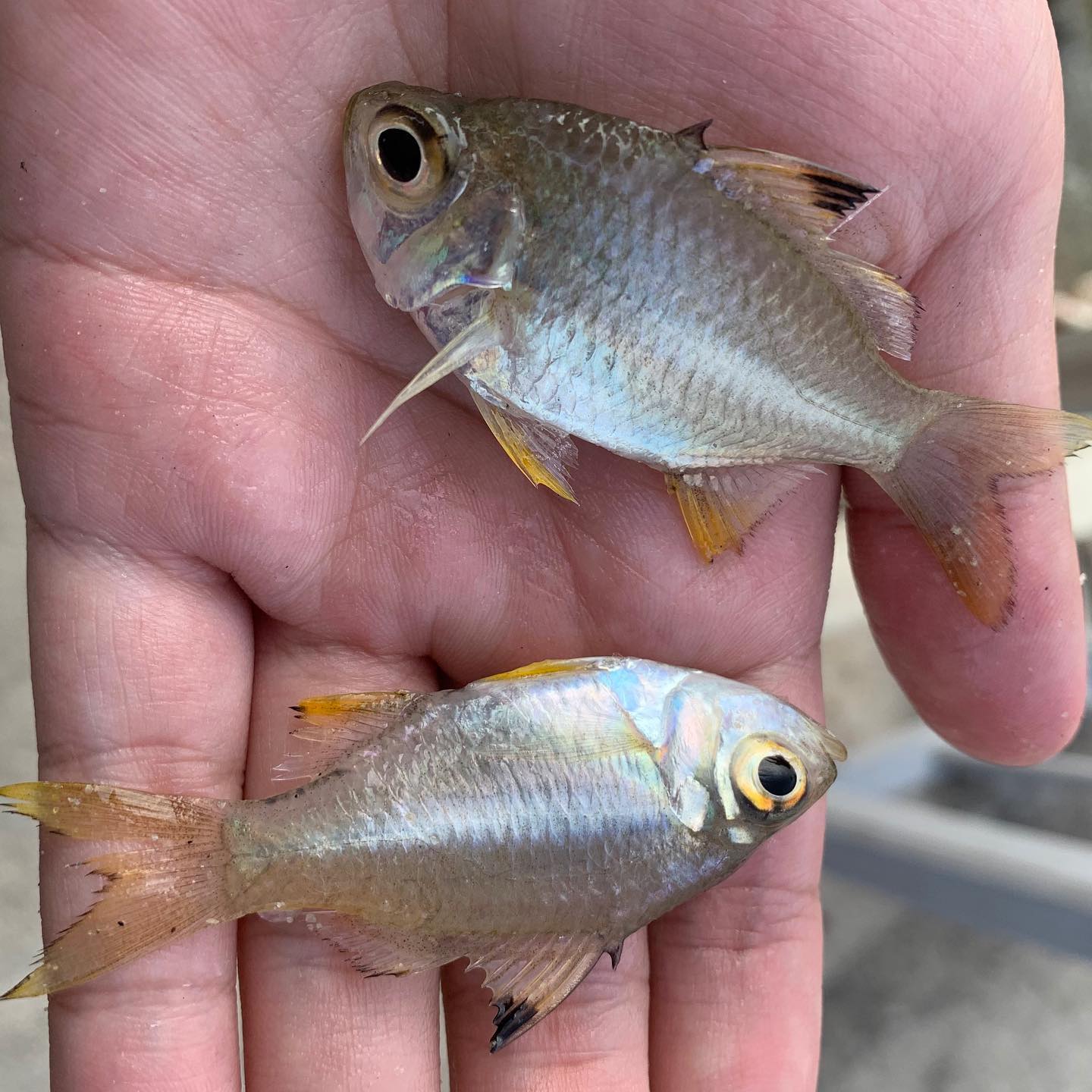 Sepik glass perchlet Care: Lifespan, Food, Tank Setup