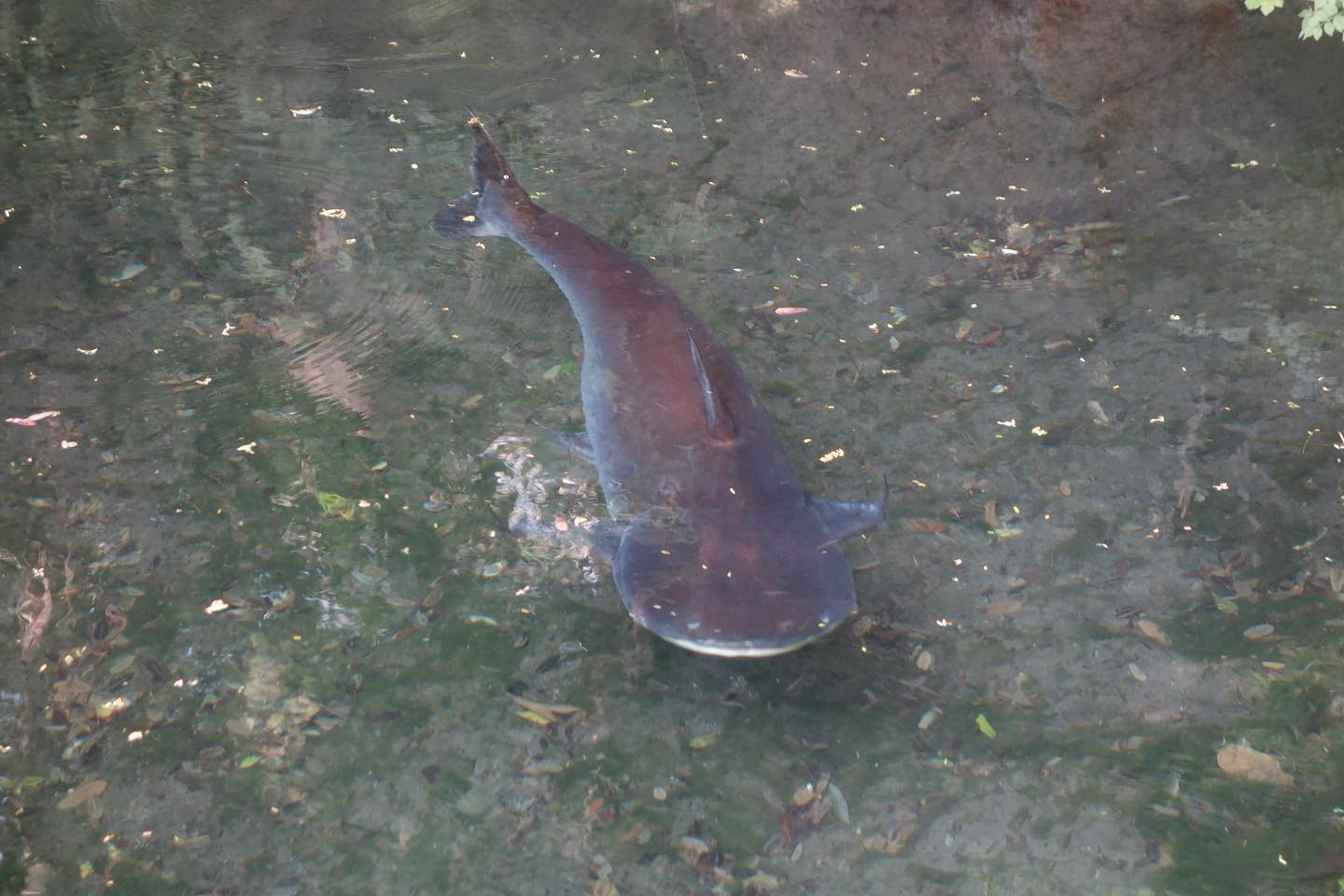 Shark catfish Care: tank mates, Diseases, Food