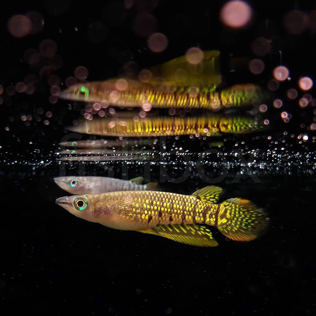 Striped panchax Care: Size, Tank Mates, Diet, Setup & More