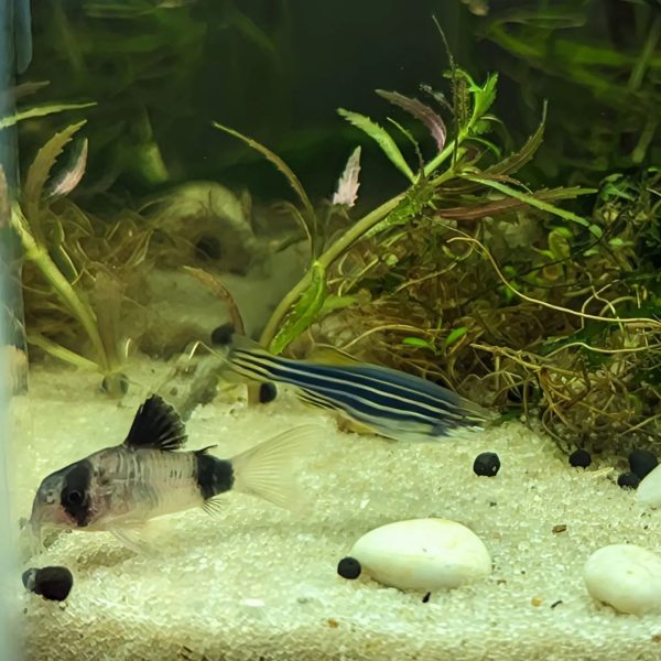 Panda Cory Care: Lifespan, Food, Tank Setup & More