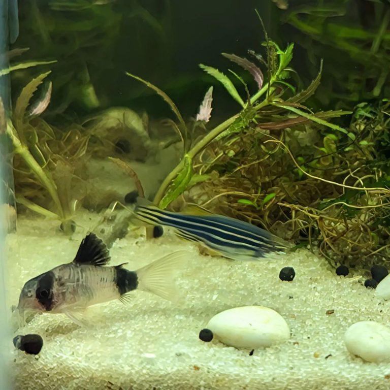 Panda Cory Care: Lifespan, Food, Tank Setup & More