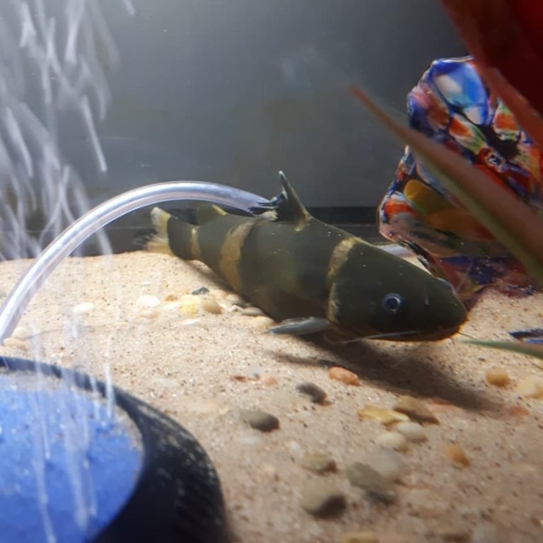 Asian bumblebee catfish Care: Size, Tank Mates, Diet, Setup