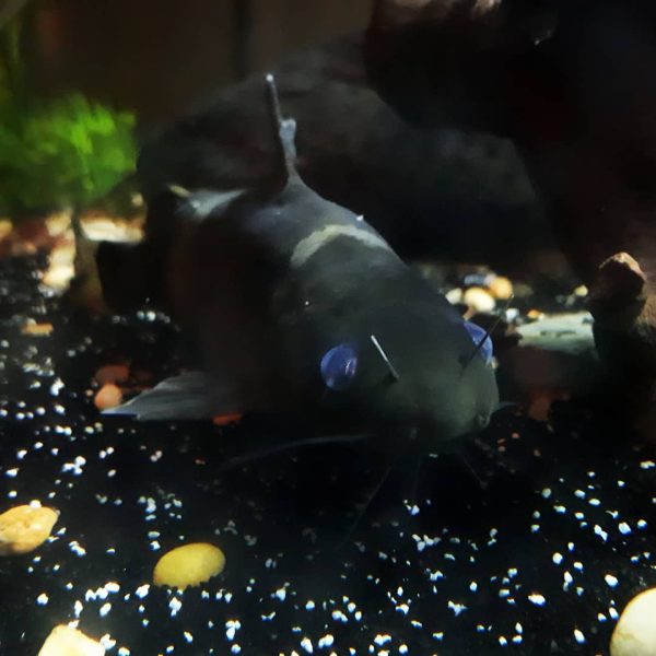 Asian bumblebee catfish Care: Size, Tank Mates, Diet, Setup