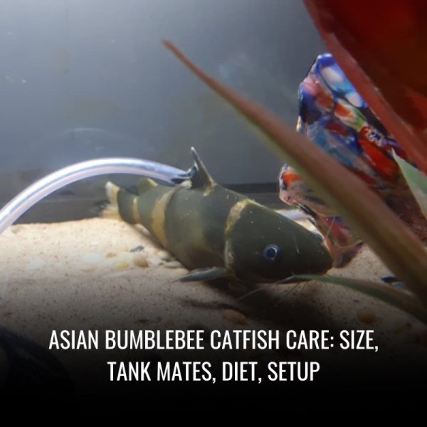 Banjo catfish Care: Lifespan, Food, Tank Setup & More