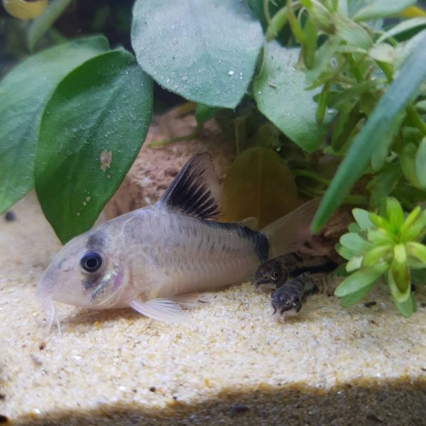 Bandit Corydoras Care: Tank Mates, Diseases, Food