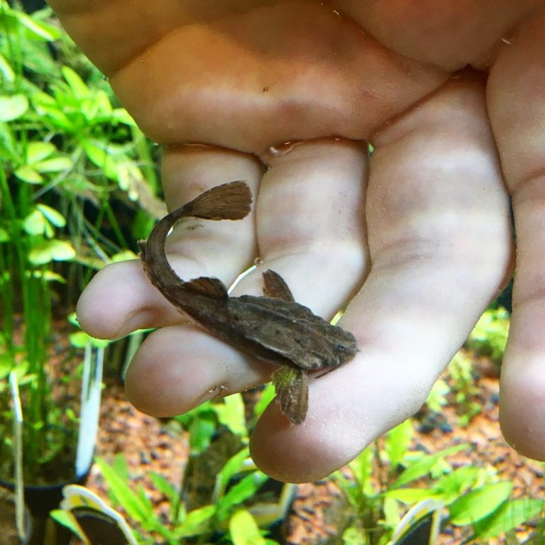 Banjo catfish Care: Lifespan, Food, Tank Setup & More