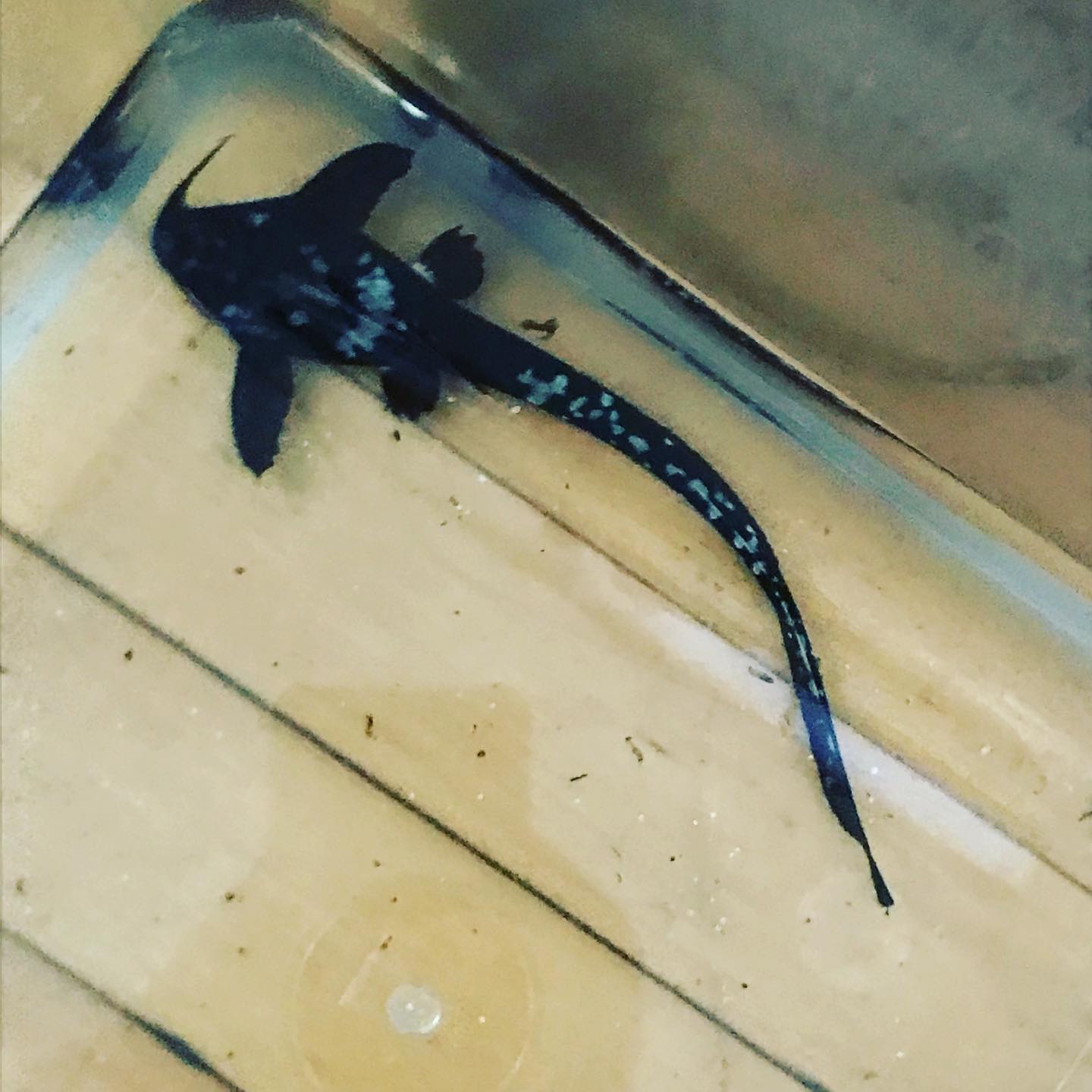 Banjo catfish Care: Lifespan, Food, Tank Setup & More