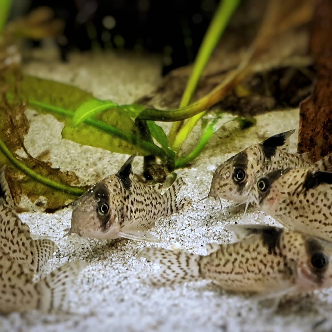 Black Fin Cory Care: Lifespan, Food, Tank Setup & More