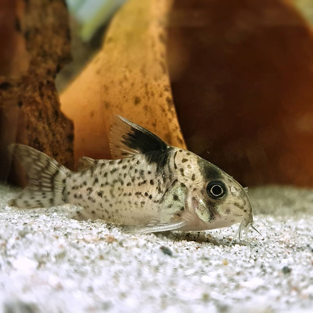 Black Fin Cory Care: Lifespan, Food, Tank Setup & More