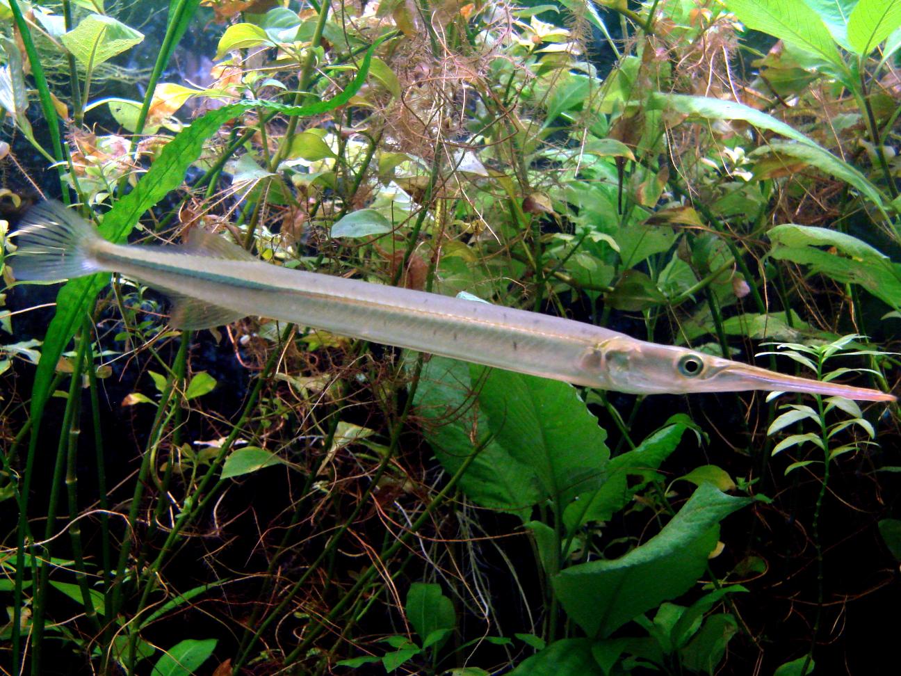 Freshwater garfish Care: Lifespan, Food, Tank Setup & More
