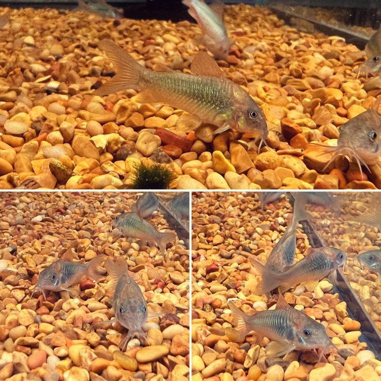 Bronze Cory Care: Size, Tank Mates, Diet, Setup & More