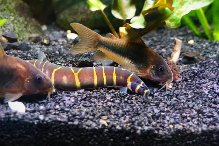 Bronze Cory Care: Size, Tank Mates, Diet, Setup & More