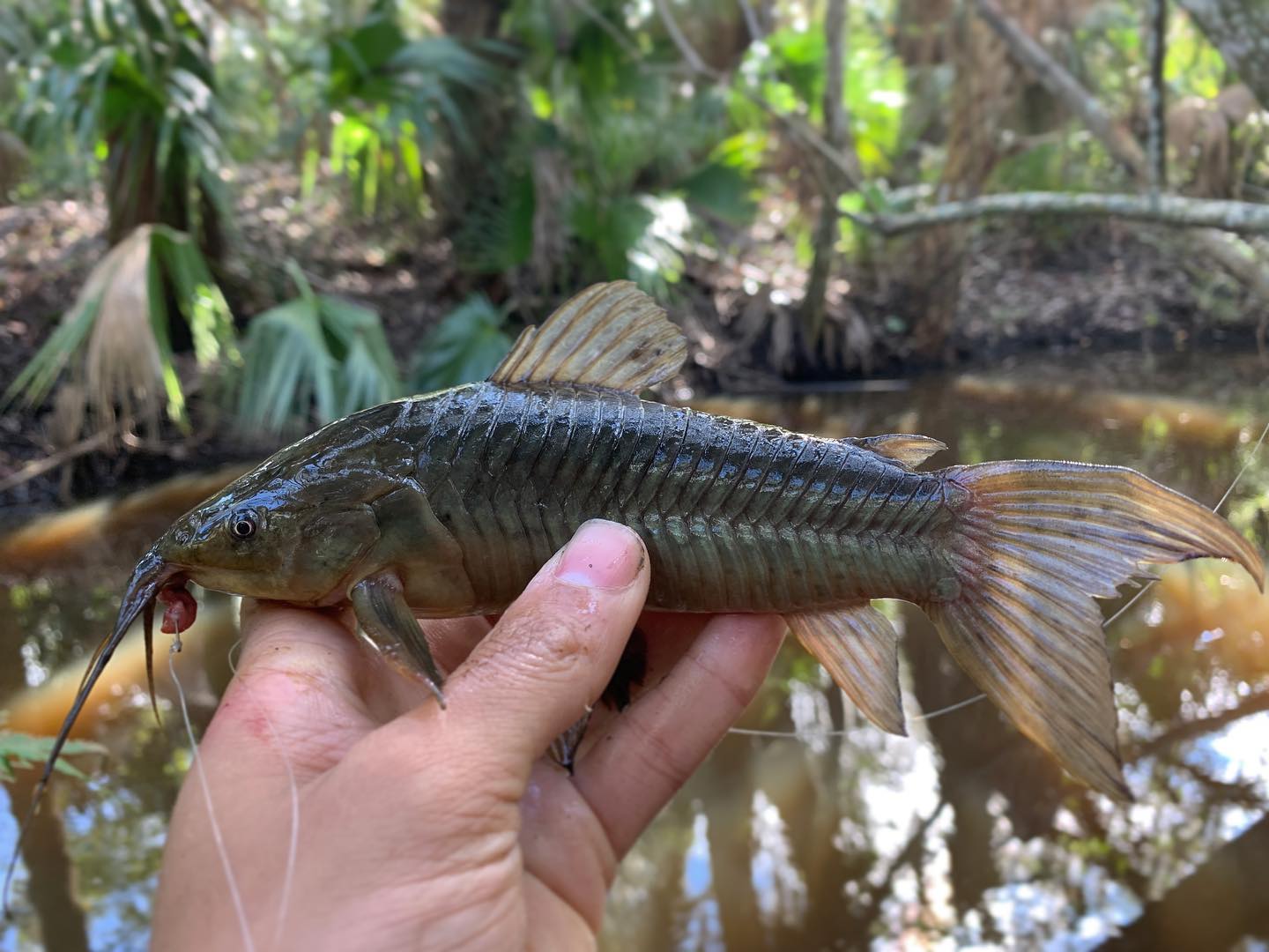 Brown hoplo Care: Lifespan, Food, Tank Setup & More