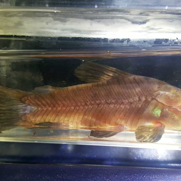 Brown hoplo Care: Lifespan, Food, Tank Setup & More