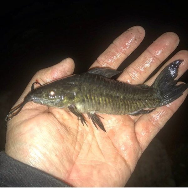 Brown hoplo Care: Lifespan, Food, Tank Setup & More