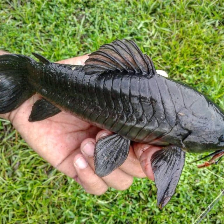 Brown hoplo Care: Lifespan, Food, Tank Setup & More