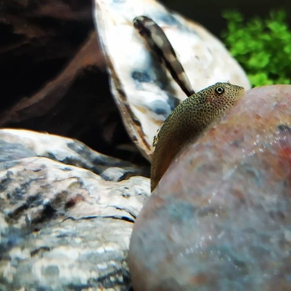 Chinese Hillstream Loach Care: Tank Mates, Size, Diet & More