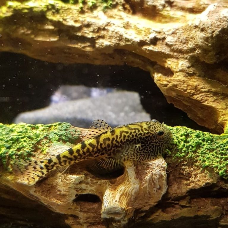 Chinese Hillstream Loach Care: Tank Mates, Size, Diet & More