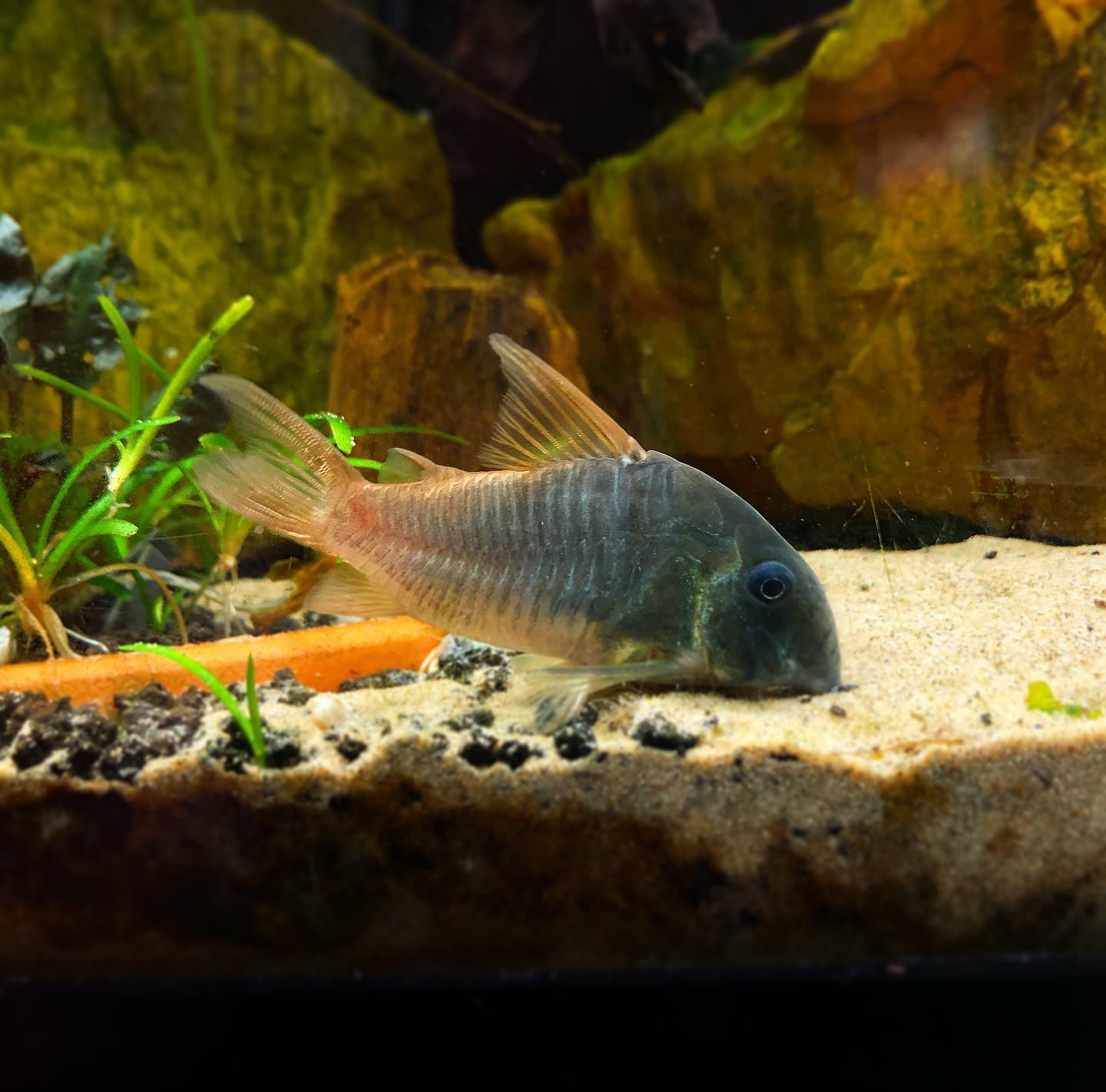 Concolor cory Care: Tank Mates, Size, Diet & Setup