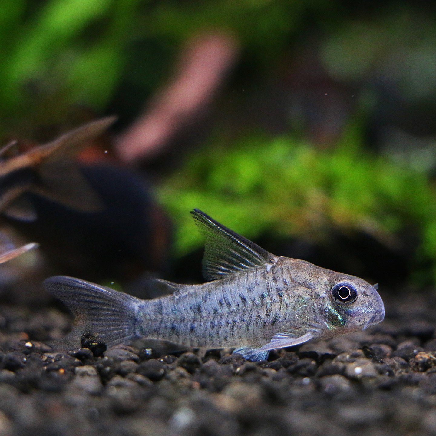 Corydoras armatus Care: Size, Tank Mates, Diet, Setup