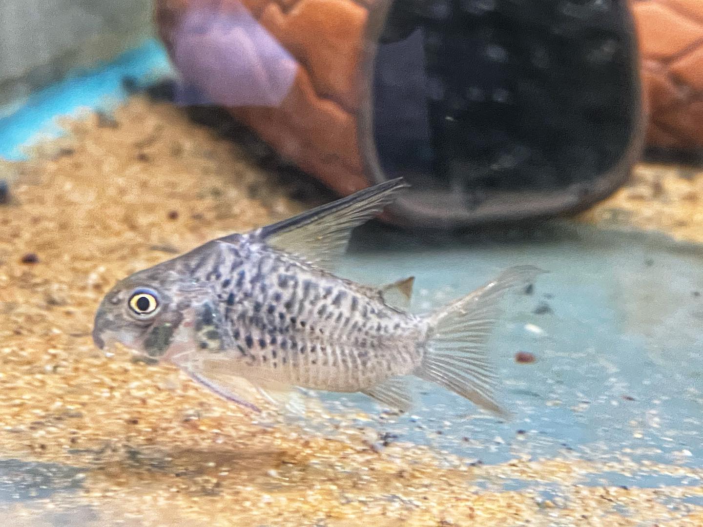 Corydoras armatus Care: Size, Tank Mates, Diet, Setup