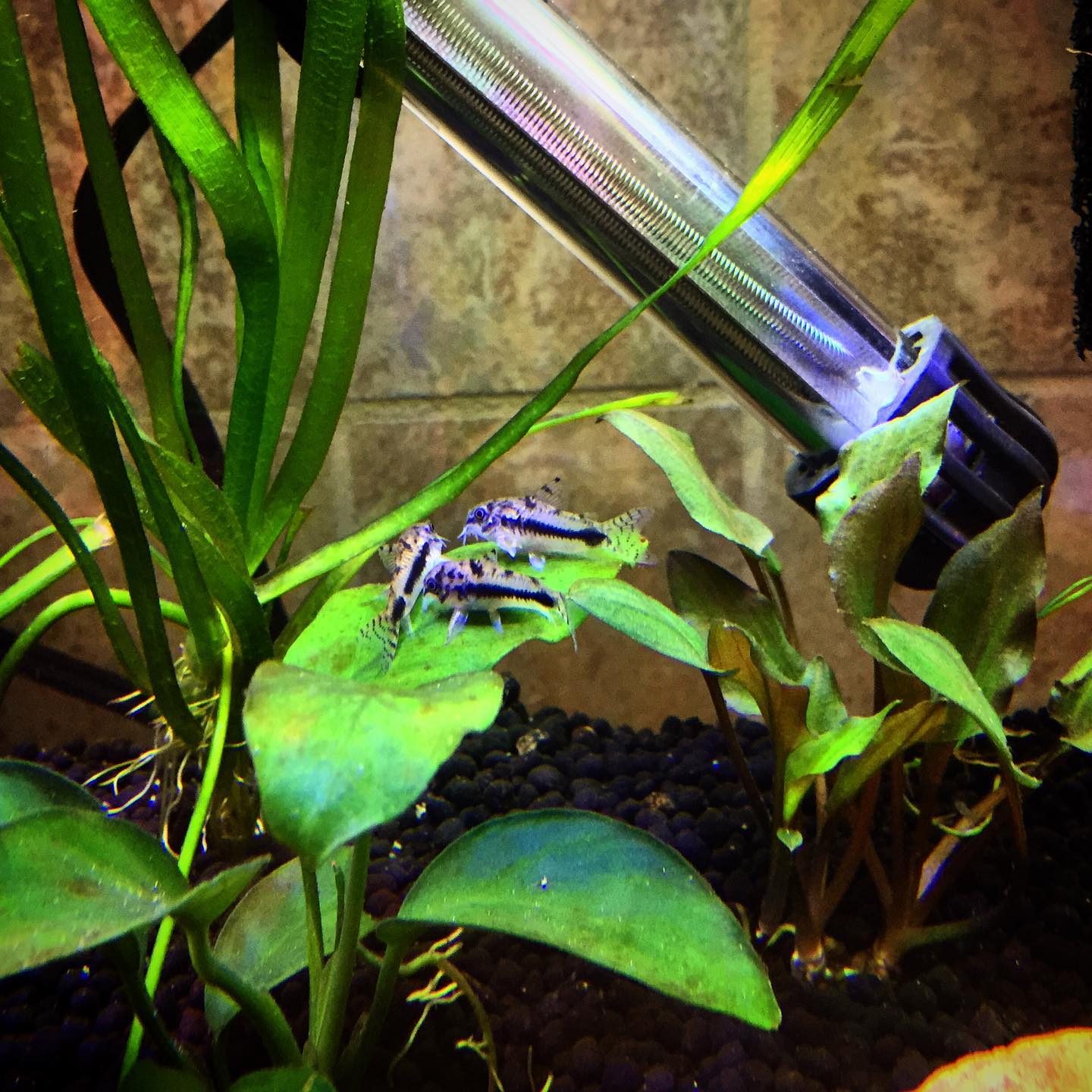 Dainty cory Care: Size, Tank Mates, Diet, Setup & More