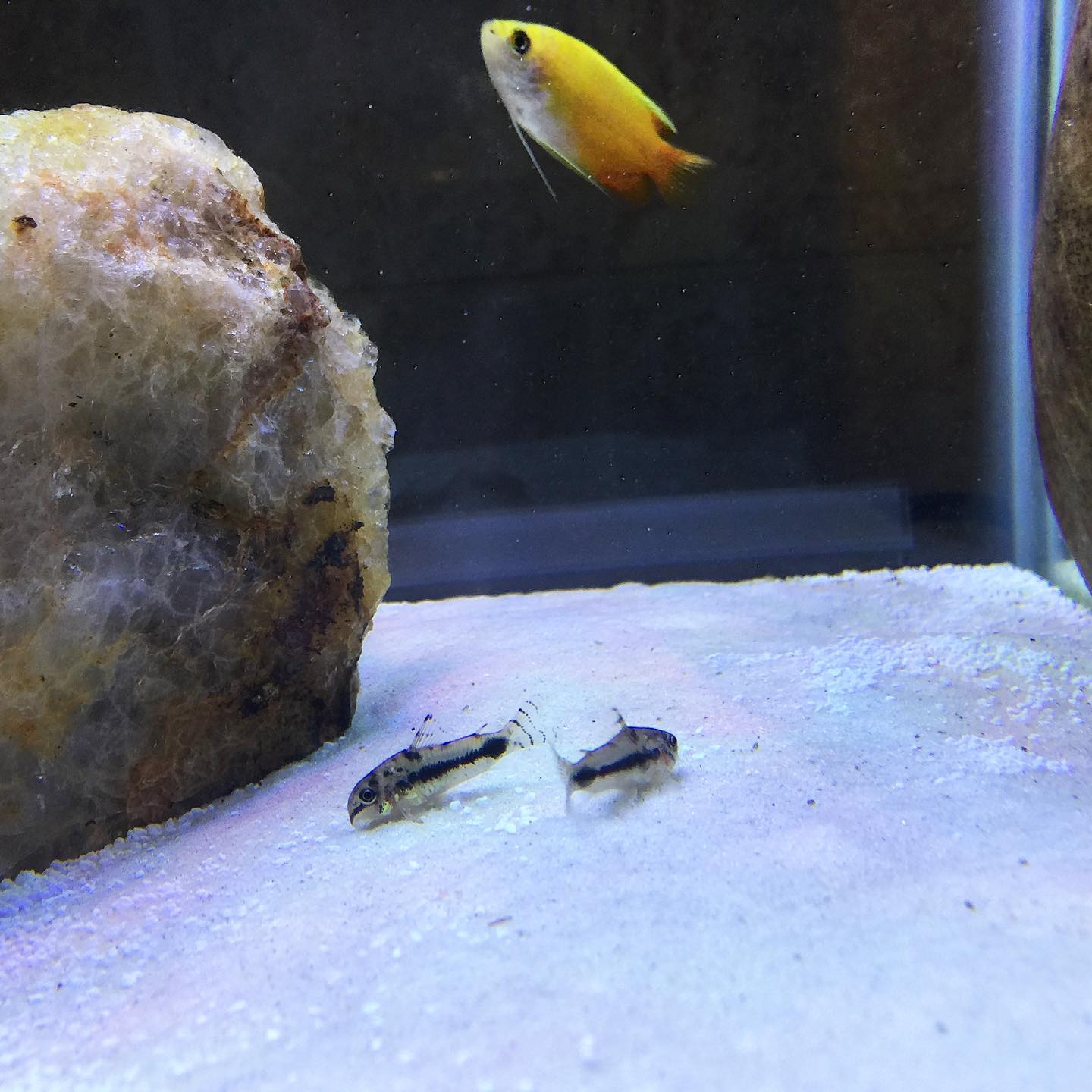 Dainty cory Care: Size, Tank Mates, Diet, Setup & More