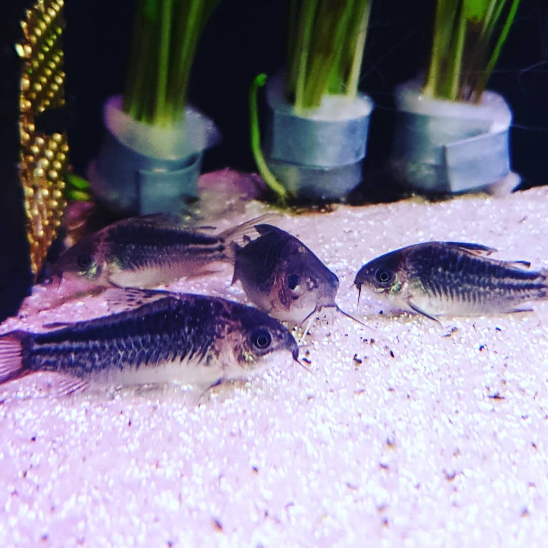 Elegant Cory Care: Tank Mates, Size, Diet & Setup