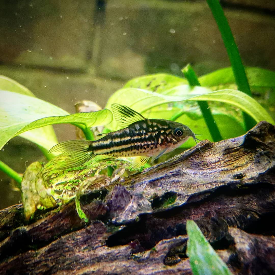 Elegant Cory Care: Tank Mates, Size, Diet & Setup