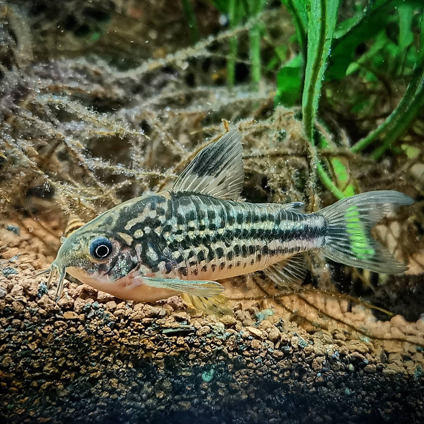 Elegant Cory Care: Tank Mates, Size, Diet & Setup