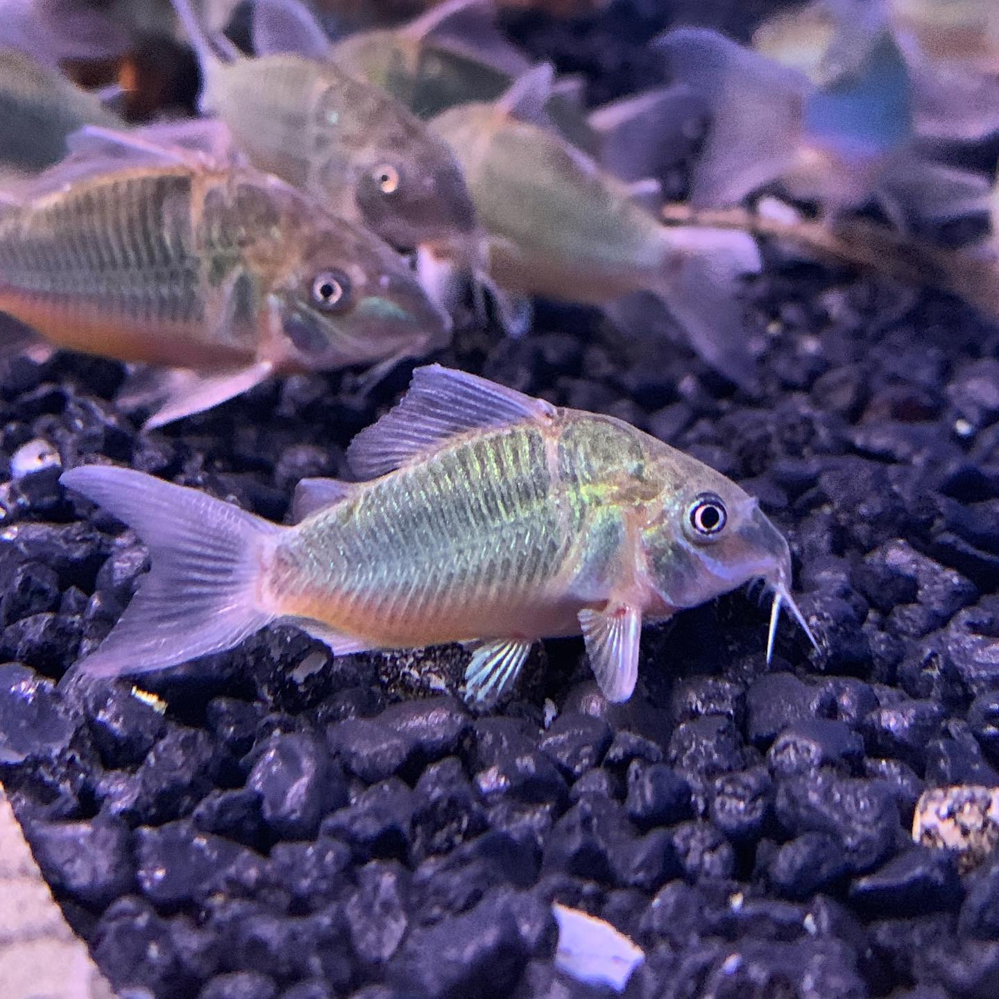 Emerald catfish Care: tank mates, Diseases, Food