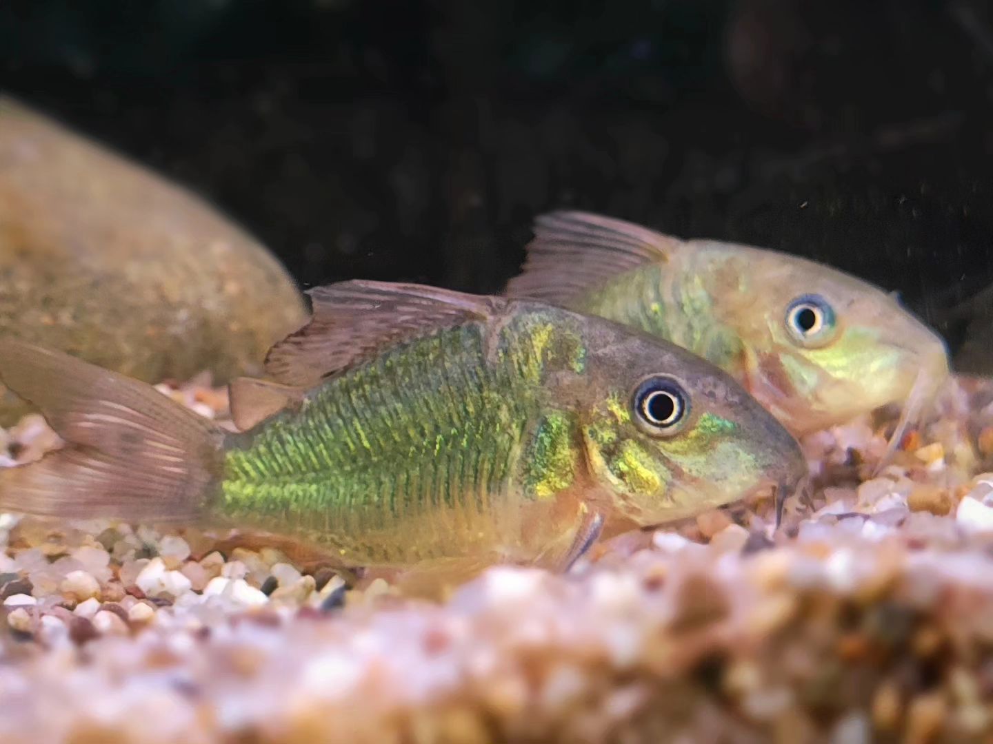 Emerald catfish Care: tank mates, Diseases, Food