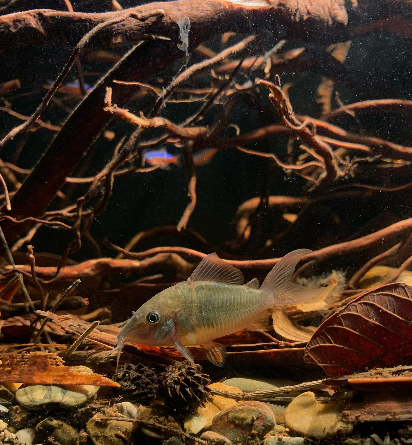 Emerald catfish Care: tank mates, Diseases, Food