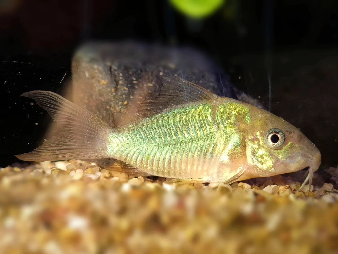 Emerald catfish Care: tank mates, Diseases, Food