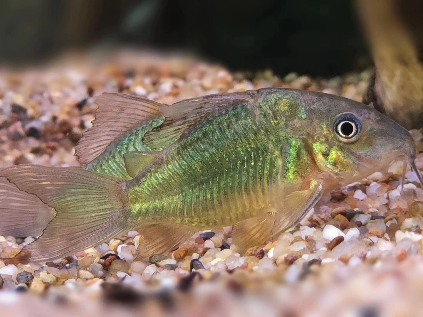 Emerald catfish Care: tank mates, Diseases, Food