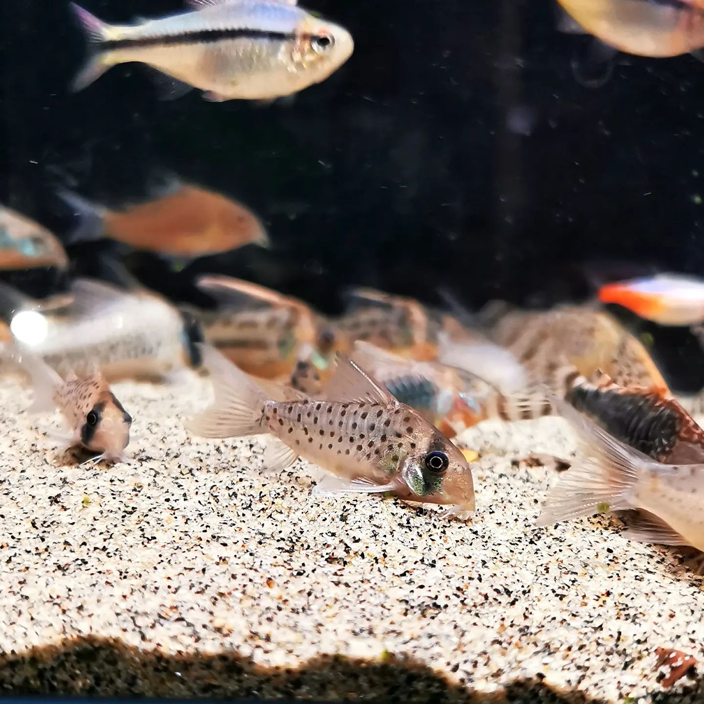 Fairy cory Care: Tank Size, Lifespan, Food & More