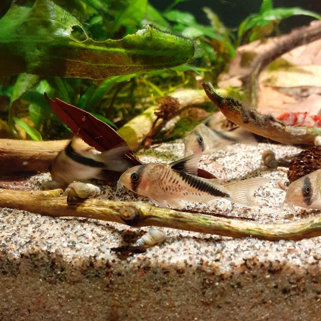 False bandit cory Care: Lifespan, Food, Tank Setup & More