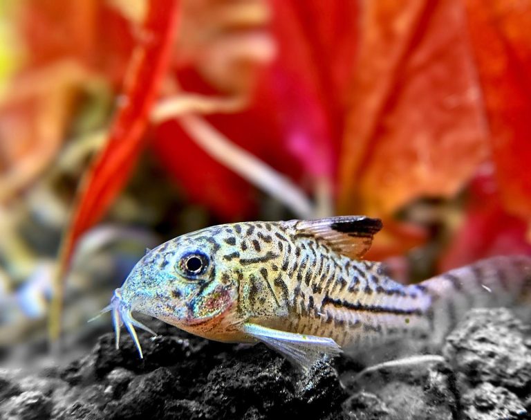 False Julii Cory Care: Tank Mates, Size, Diet & Setup