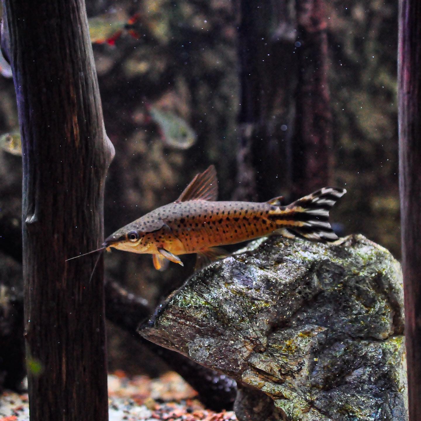 Flagtail catfish Care: Tank Size, Lifespan, Food & More