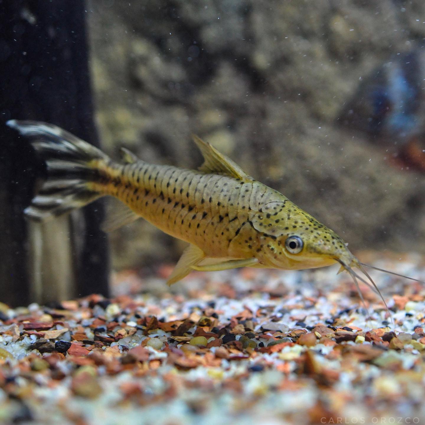 Flagtail catfish Care: Tank Size, Lifespan, Food & More