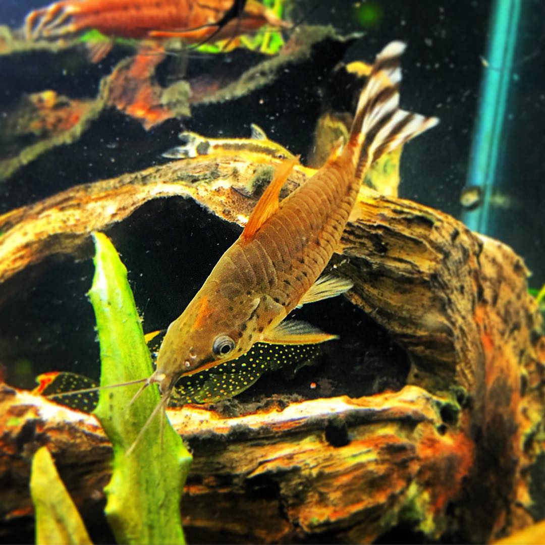 Flagtail catfish Care: Tank Size, Lifespan, Food & More
