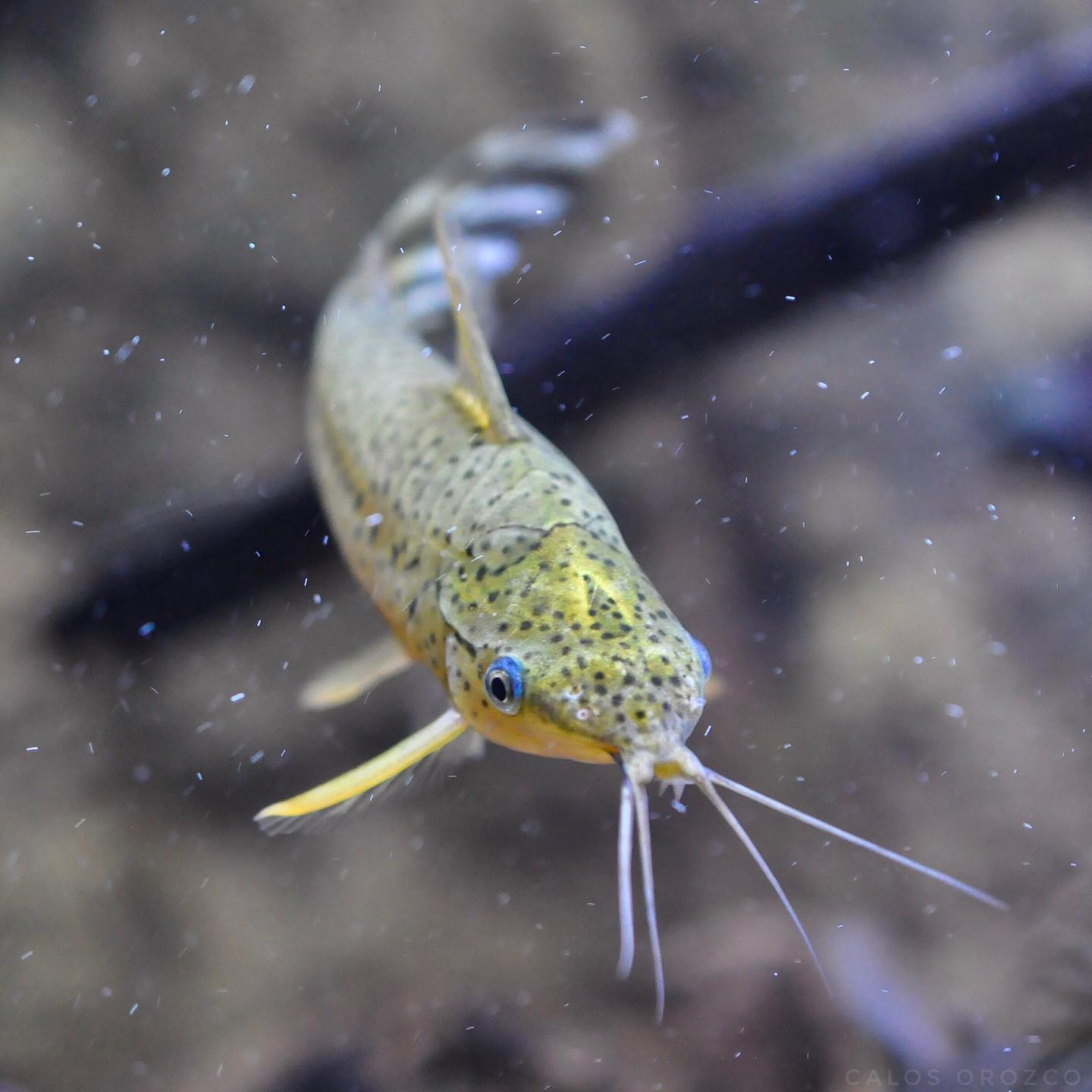 Flagtail catfish Care: Tank Size, Lifespan, Food & More