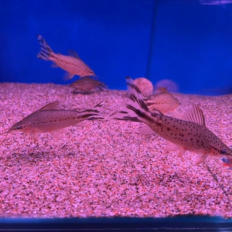 Flagtail catfish Care: Tank Size, Lifespan, Food & More
