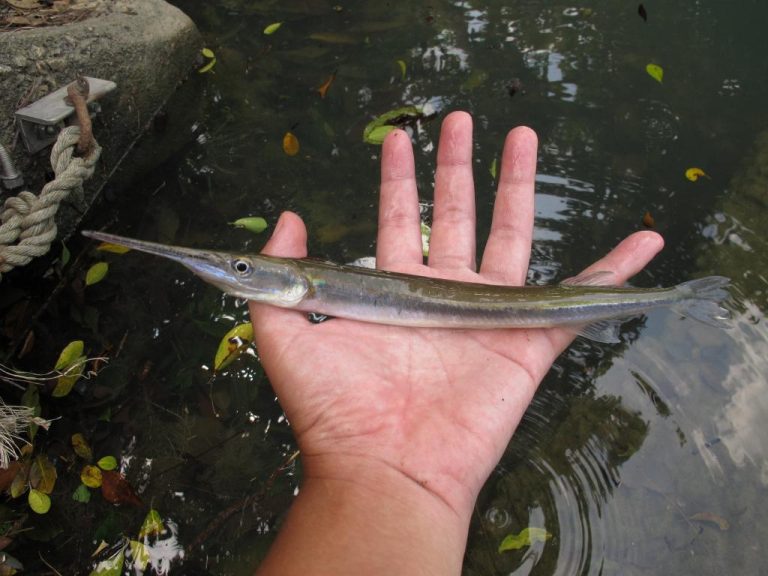 Freshwater garfish Care: Lifespan, Food, Tank Setup & More