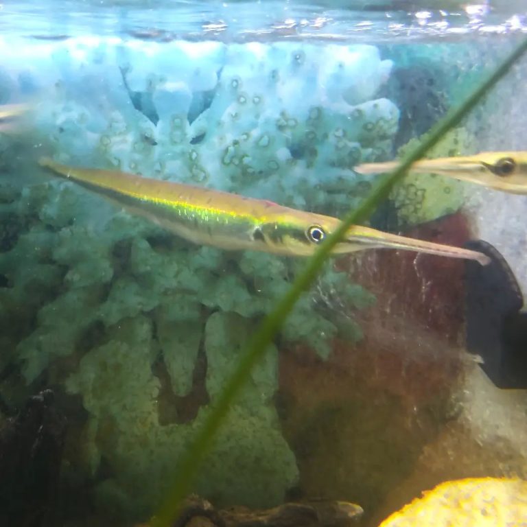 Freshwater garfish Care: Lifespan, Food, Tank Setup & More